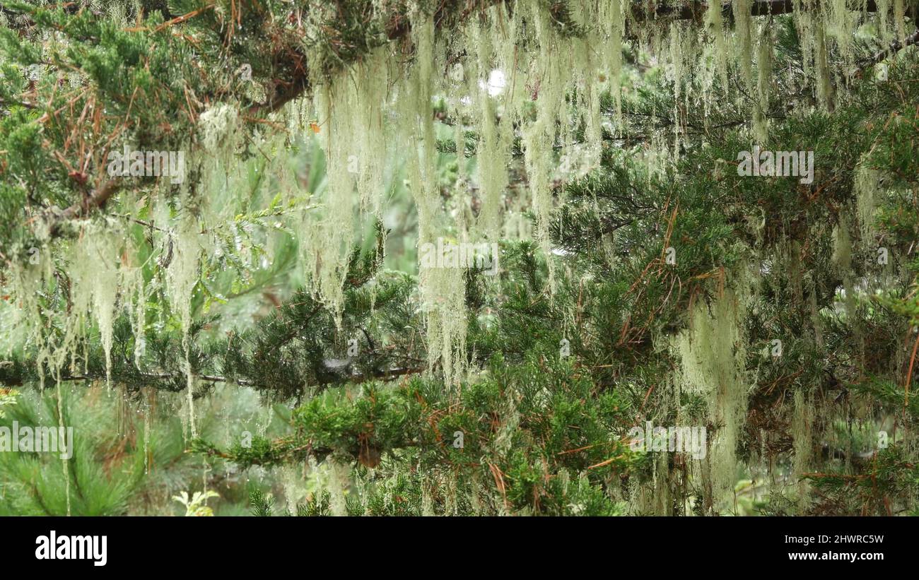 Lace lichen moss hanging, tree branches in foggy misty forest. Surreal ...