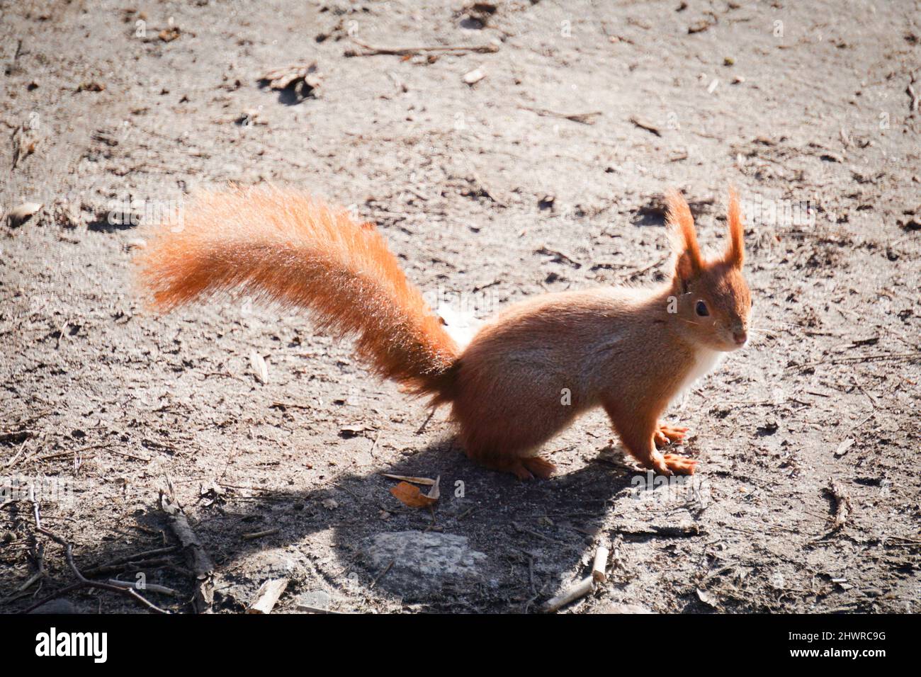 Squirrel - side view - outdoors photograph Stock Photo - Alamy