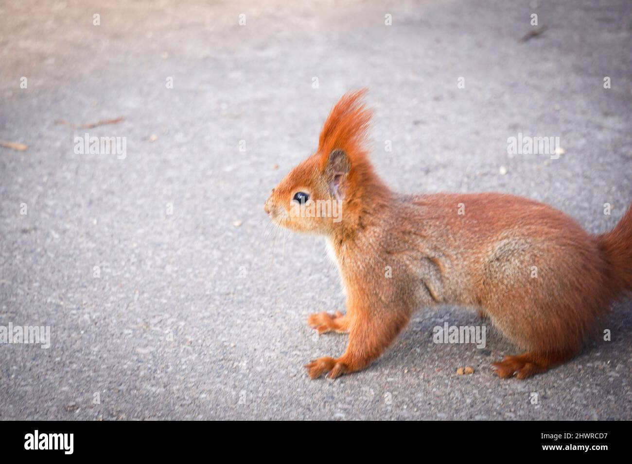 Side view adorable eurasian hi-res stock photography and images - Alamy