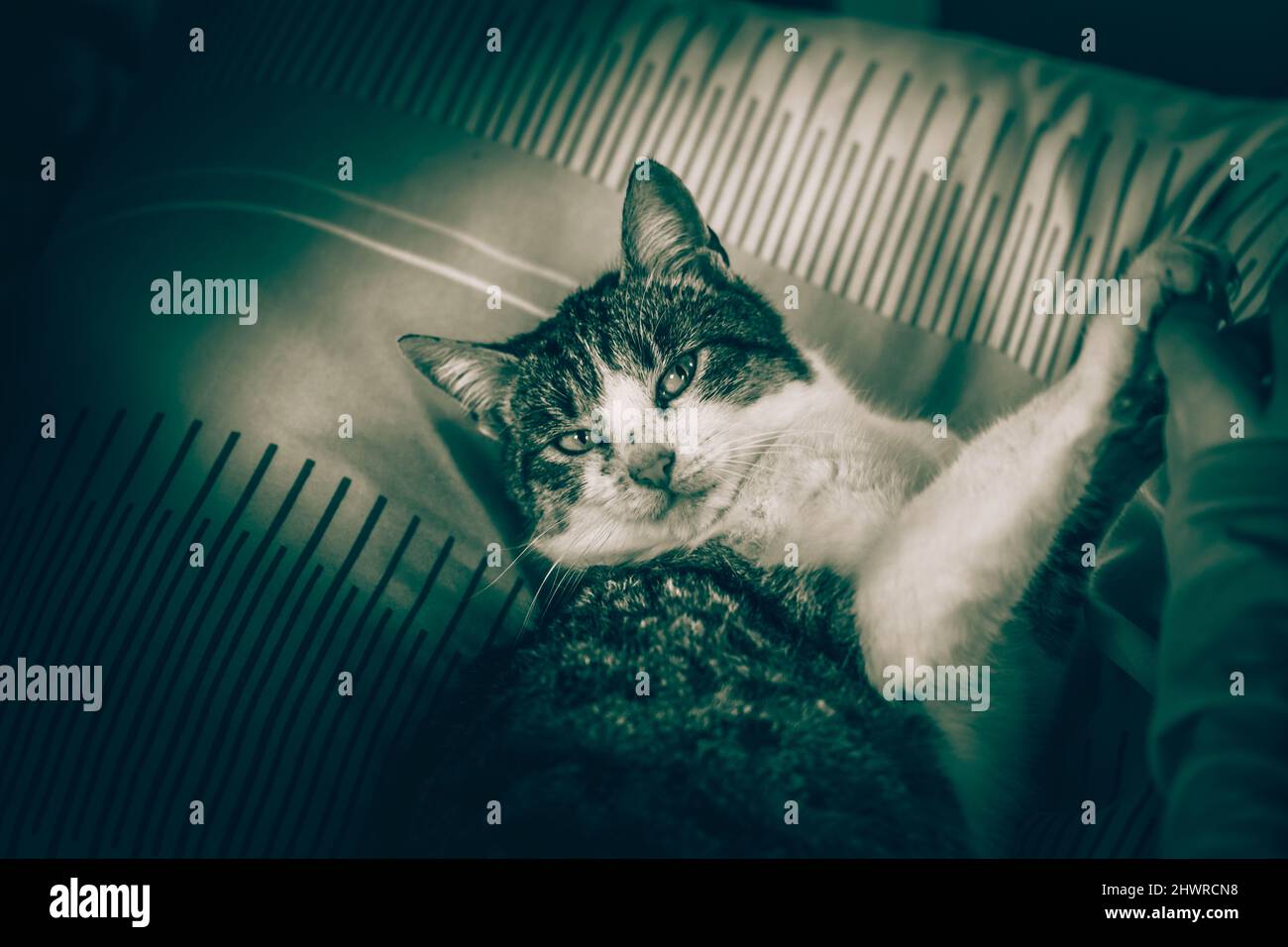 Sepia tone cat hi-res stock photography and images - Alamy