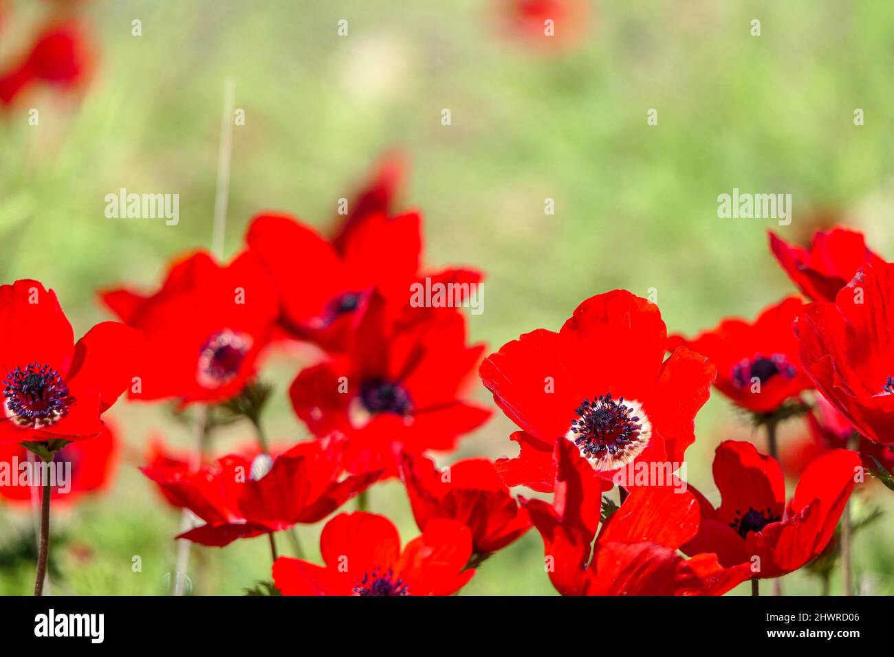 Field of blooming wild flowers of red anemones close-up. selective ...