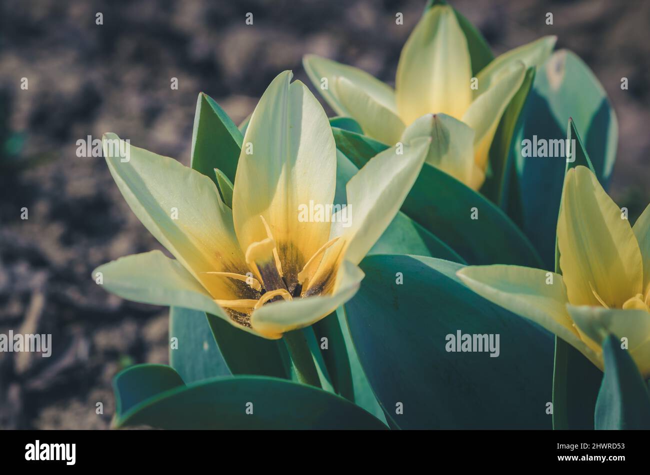 yellow dwarf tulip botany hybrid with green leaves Stock Photo - Alamy