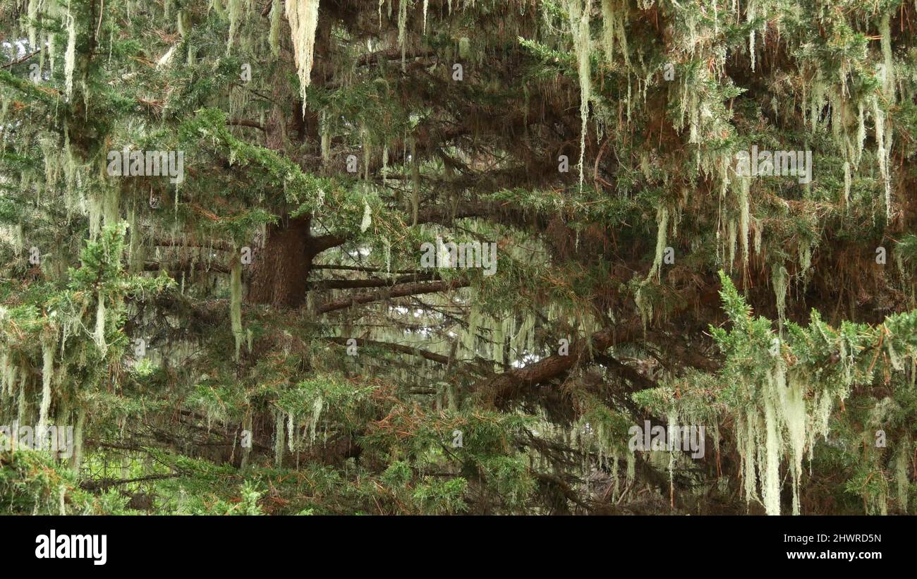 Lace lichen moss hanging, tree branches in foggy misty forest. Surreal ...