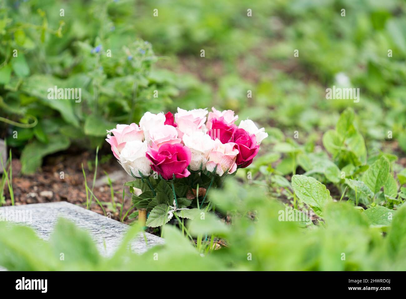 Roses on grave hi-res stock photography and images - Alamy