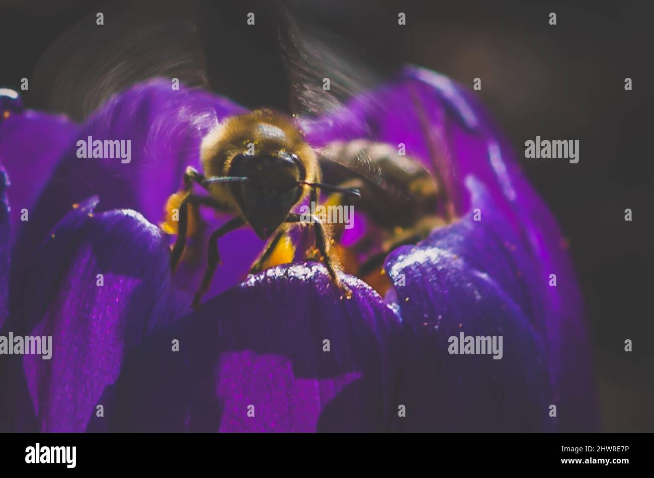 family of violet crocuses and flying bees insect in spring garden Stock ...