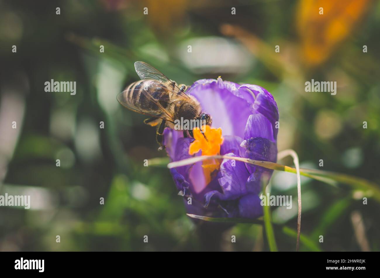 Insect in spring hi-res stock photography and images - Alamy