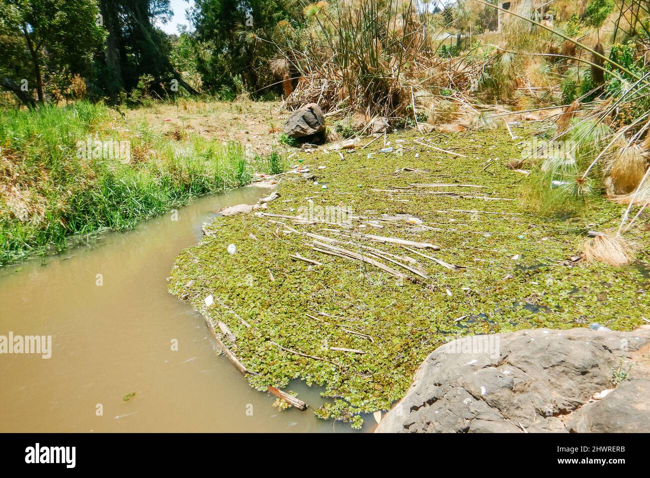 Trees growing along the shores of Ewaso Ngiro River in Kenya Stock ...