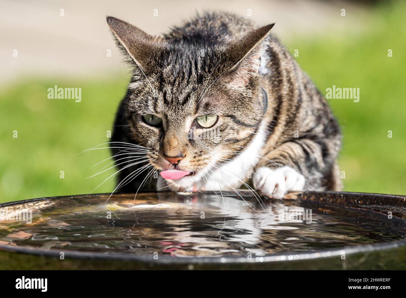 A domestic cat lapping water from a bird bath Stock Photo - Alamy