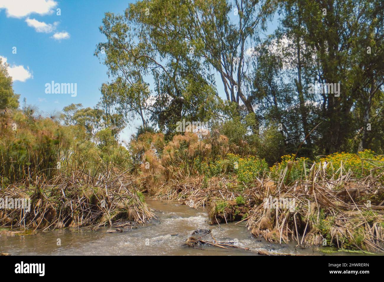 Trees growing along the shores of Ewaso Ngiro River in Kenya Stock ...