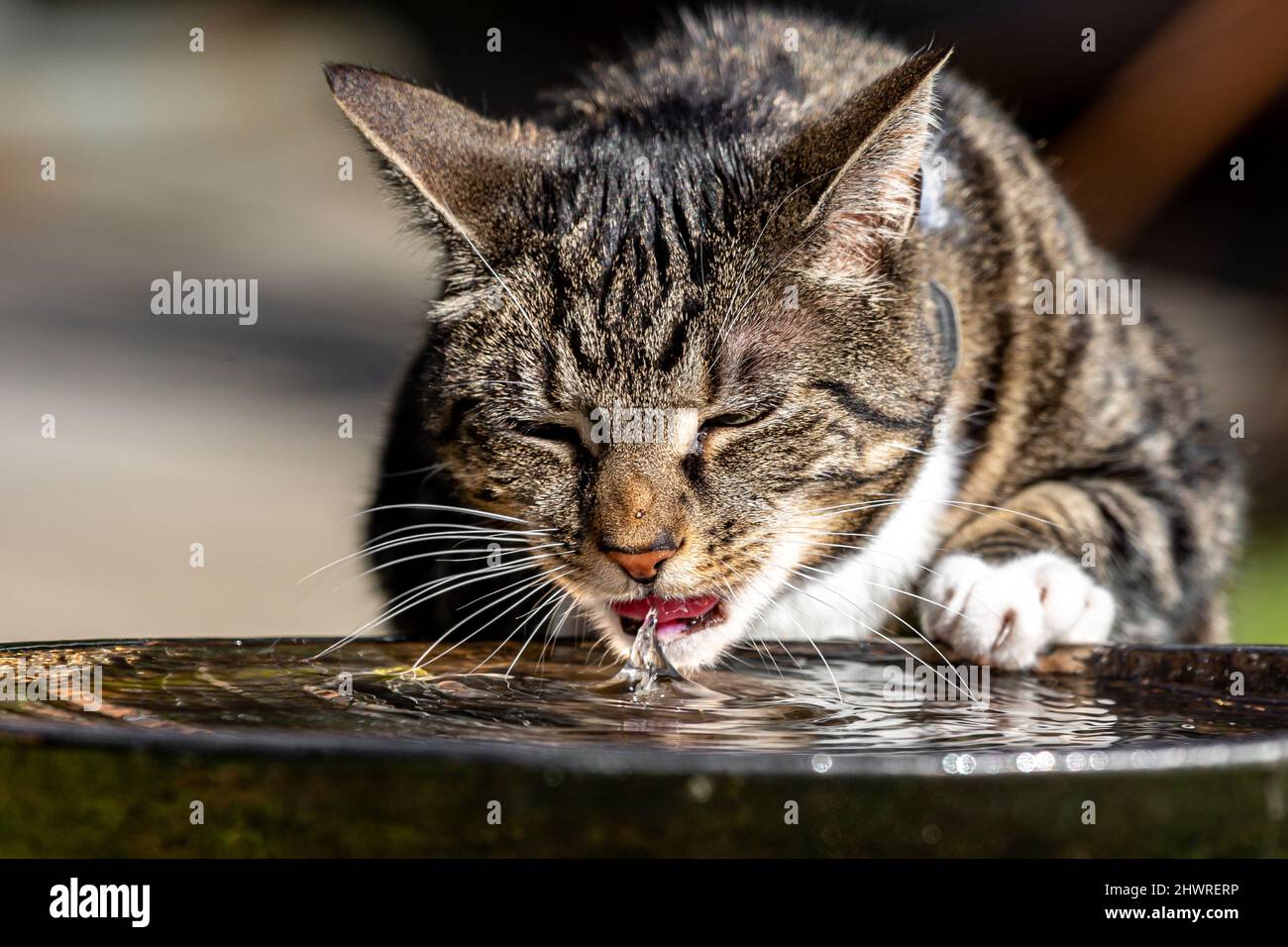 A domestic cat lapping water from a bird bath Stock Photo - Alamy