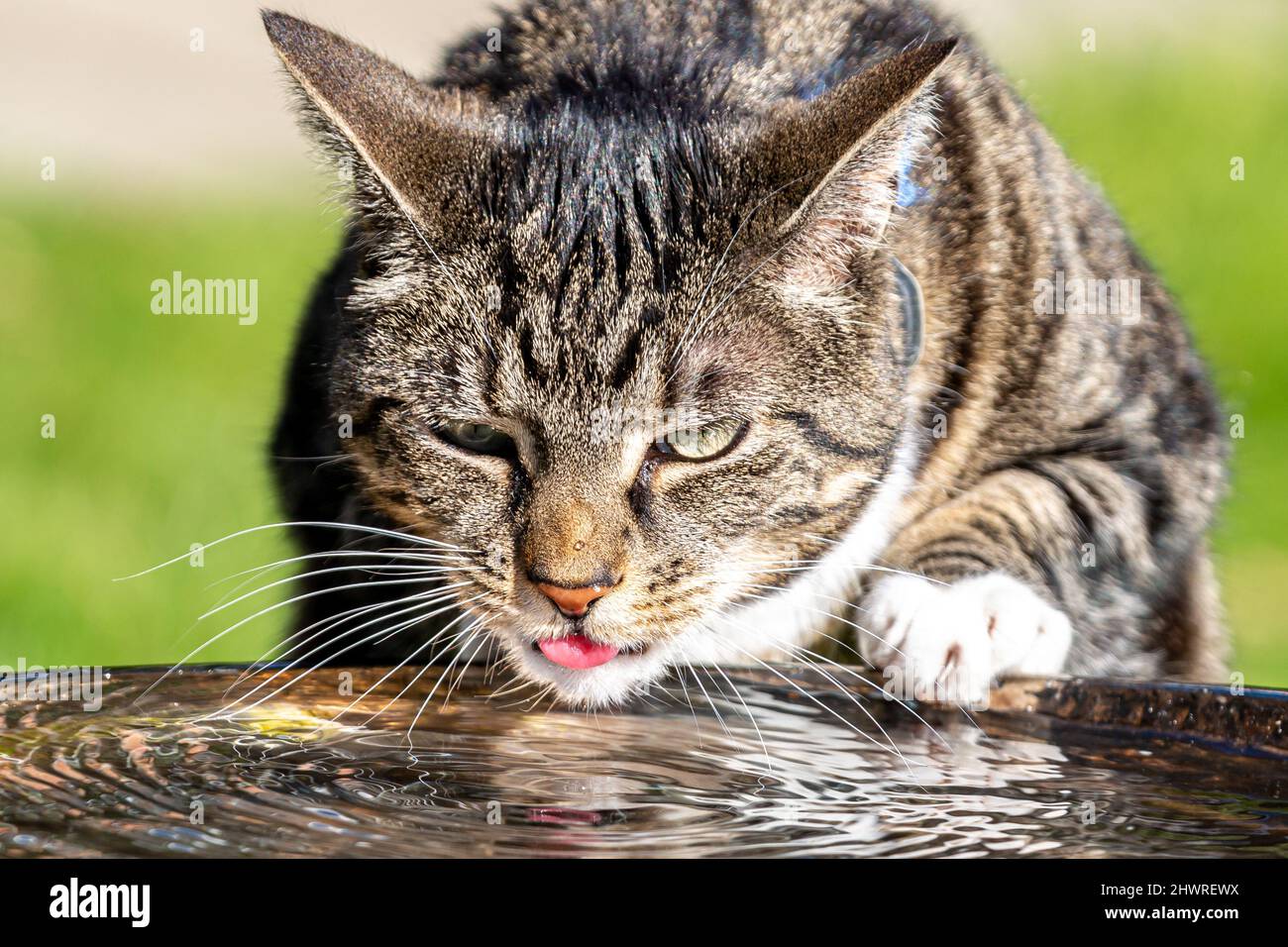 A domestic cat lapping water from a bird bath Stock Photo - Alamy