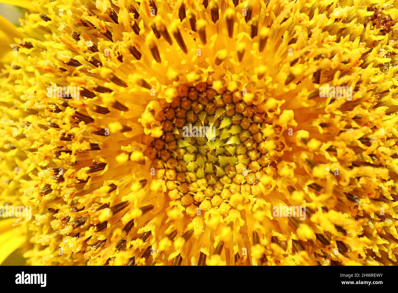 Closeup Incredible Details of Sunflower Disc Floret Stock Photo - Alamy