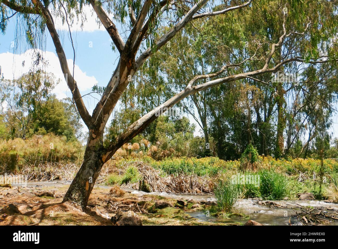 Trees growing along the shores of Ewaso Ngiro River in Kenya Stock ...