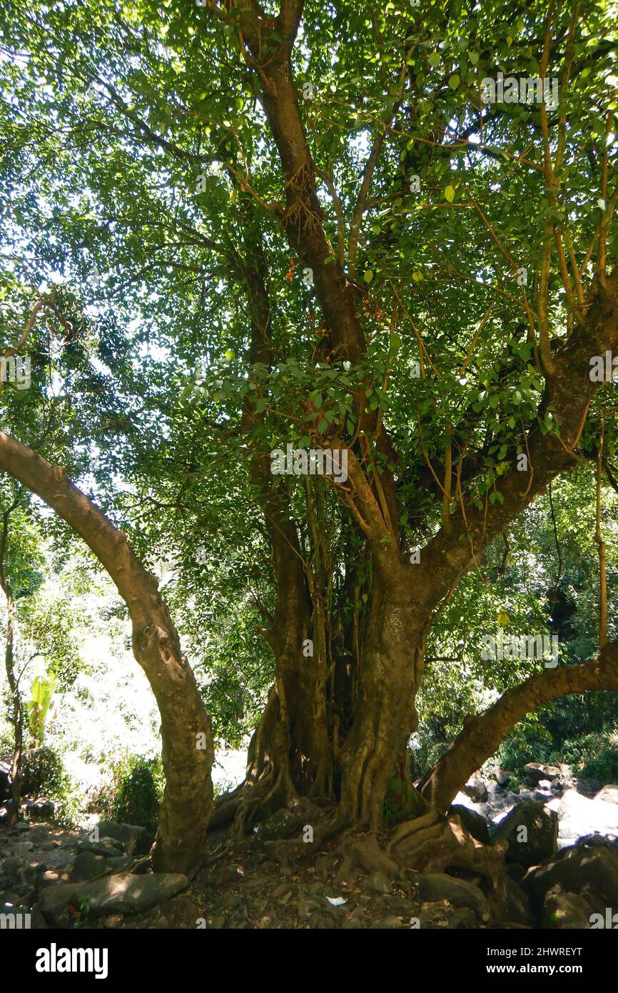 Trees growing along the shores of Ewaso Ngiro River in Kenya Stock ...