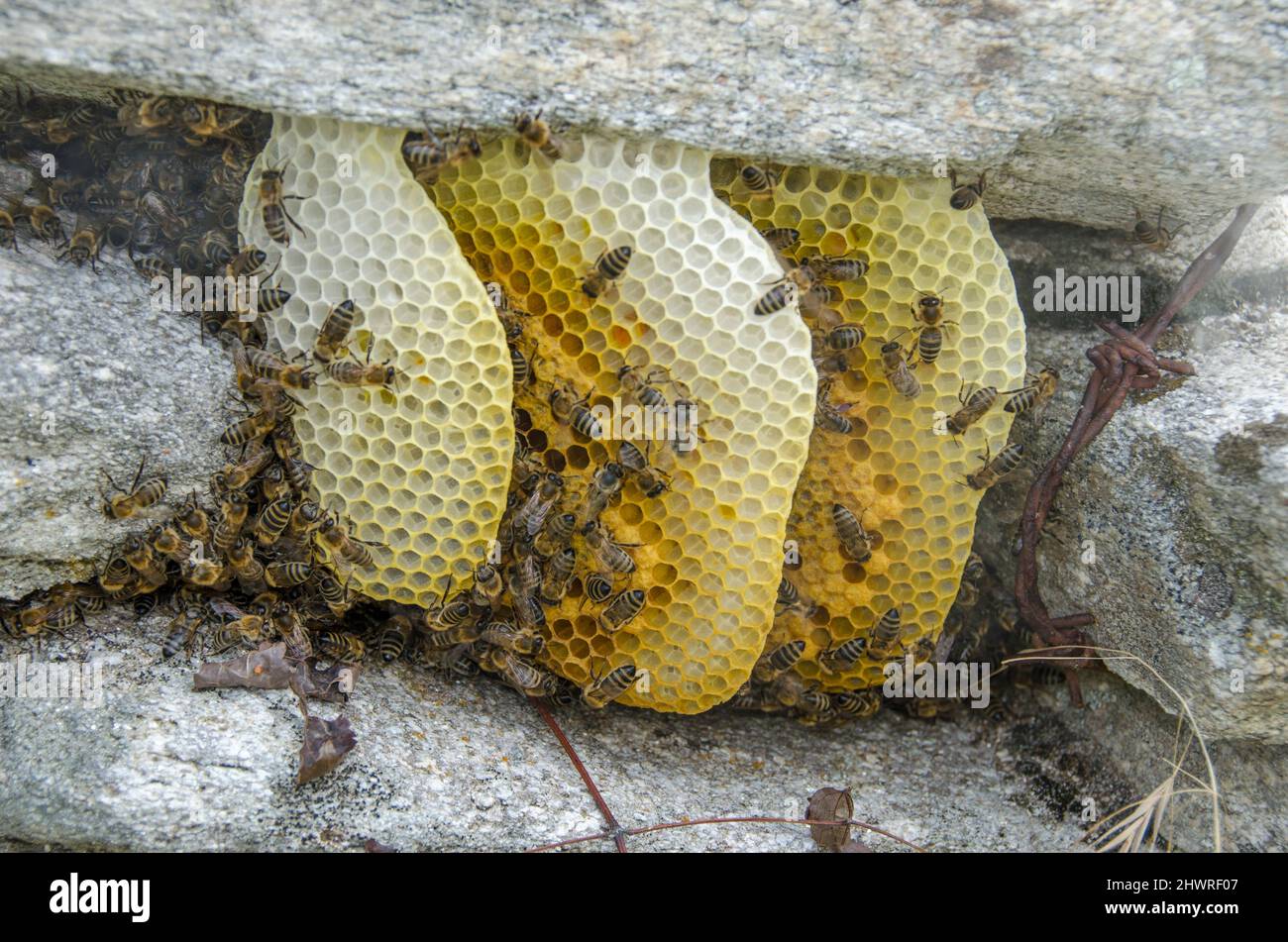 Swarm of Honey bees – Swarming Stock Photo - Alamy