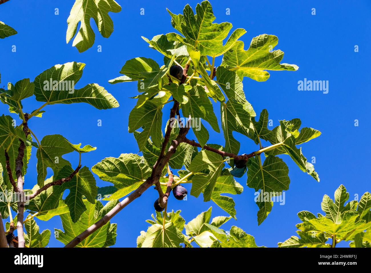 Ficeae hi-res stock photography and images - Alamy