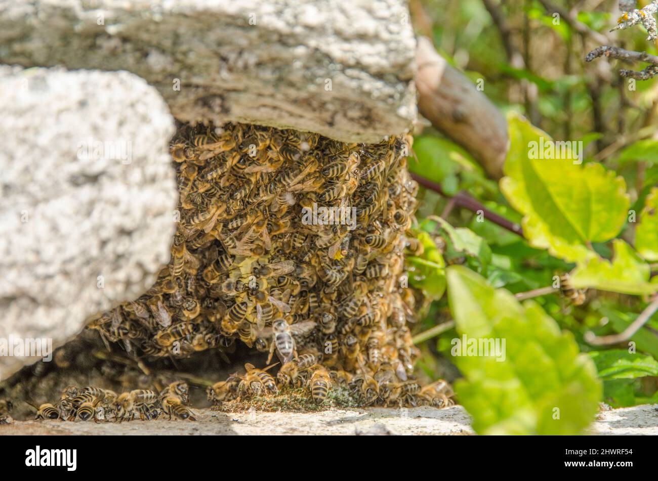 Swarm of Honey bees – Swarming Stock Photo - Alamy