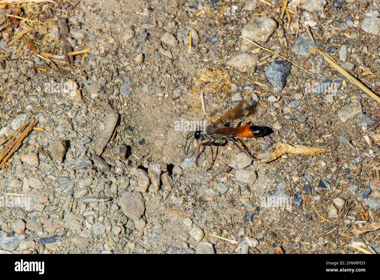 Golden digger wasp sphex funerarius hi-res stock photography and images ...