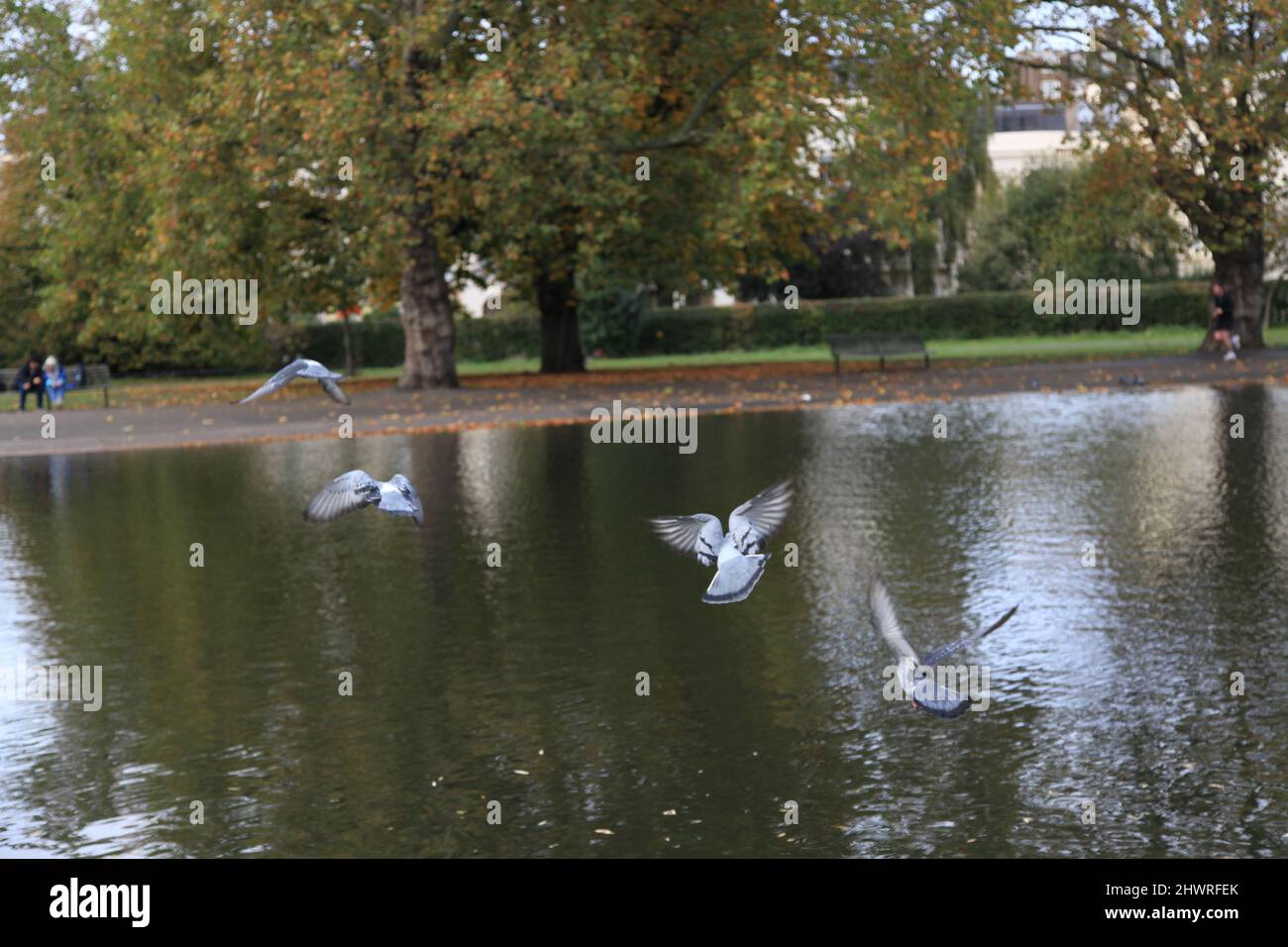 Pigeons flying away above regent's park lake, london Stock Photo - Alamy