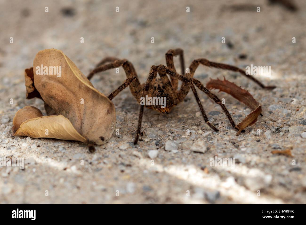 Zoropsis spinimana, Spiny false wolf spider Stock Photo - Alamy