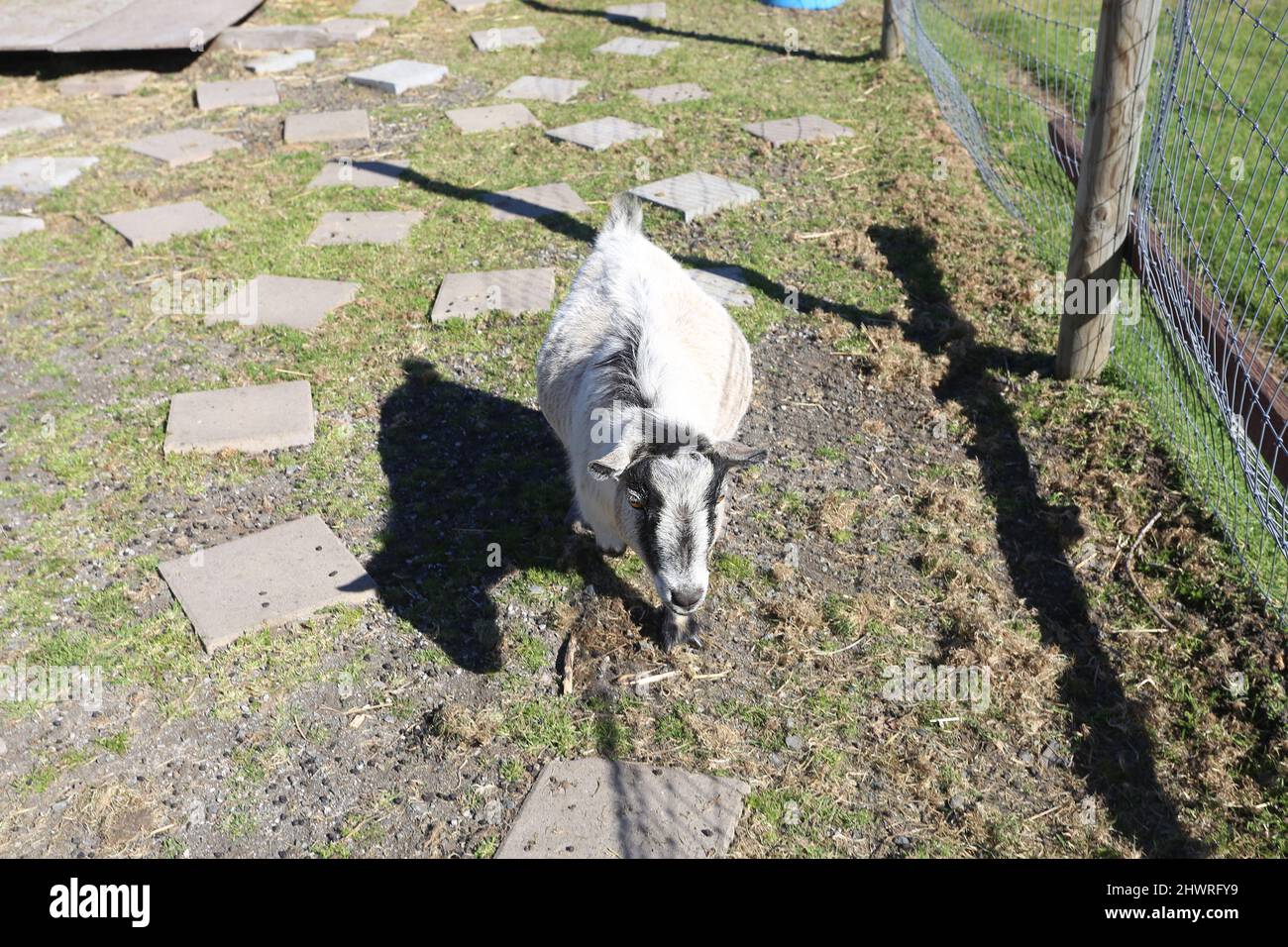 Cameroon Pygmy goat also known as Cameroon Dwarf Goat, originated in ...