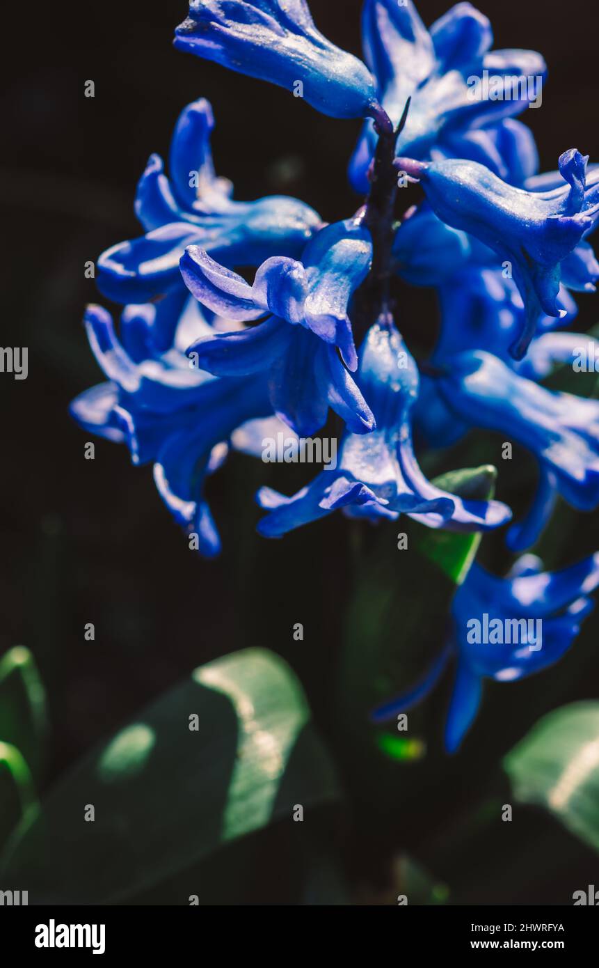 scented blooming blue hyacinth flower black background Stock Photo - Alamy