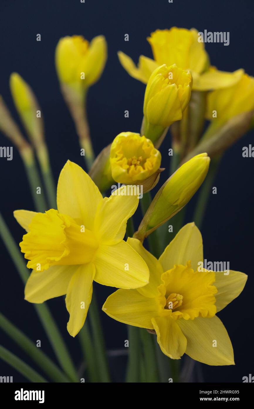 Bunch / bouquet of cut yellow daffodils Stock Photo - Alamy