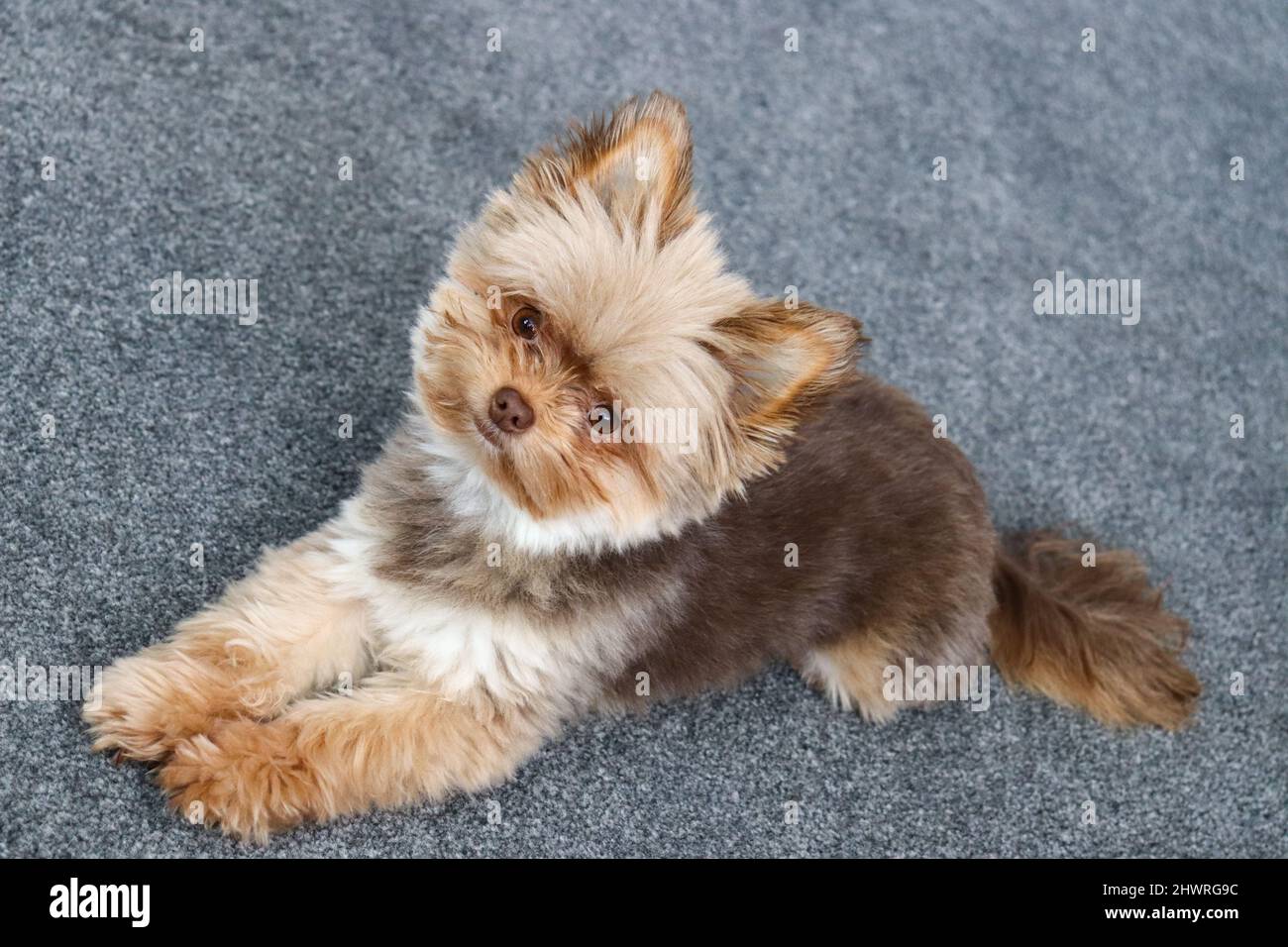 Small cute chocolate coloured fluffy puppy dog, lay down / lying down ...