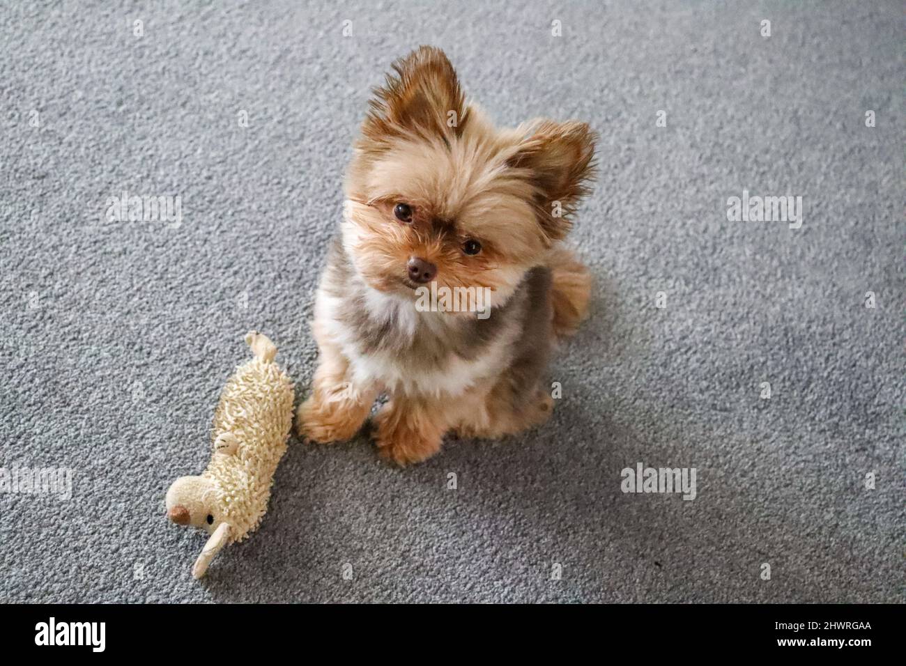 Small cute chocolate coloured fluffy puppy dog with toy Stock Photo - Alamy