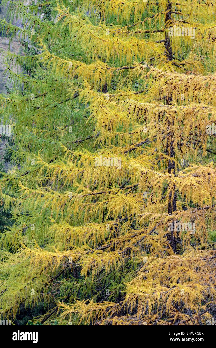 Larch trees in autumn, Dolomites, italian alps Stock Photo - Alamy