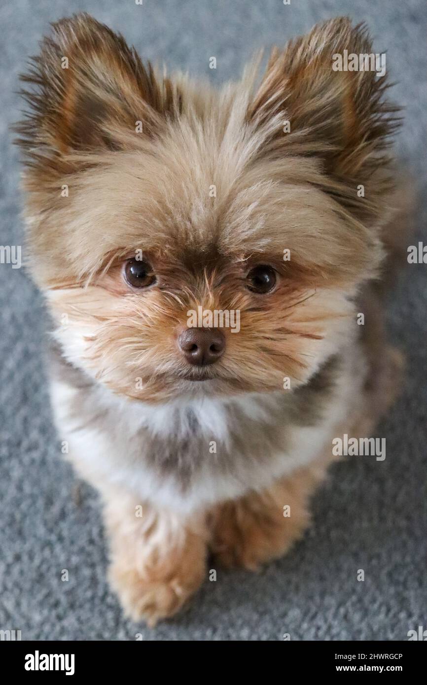 Small cute chocolate coloured fluffy puppy dog Stock Photo - Alamy