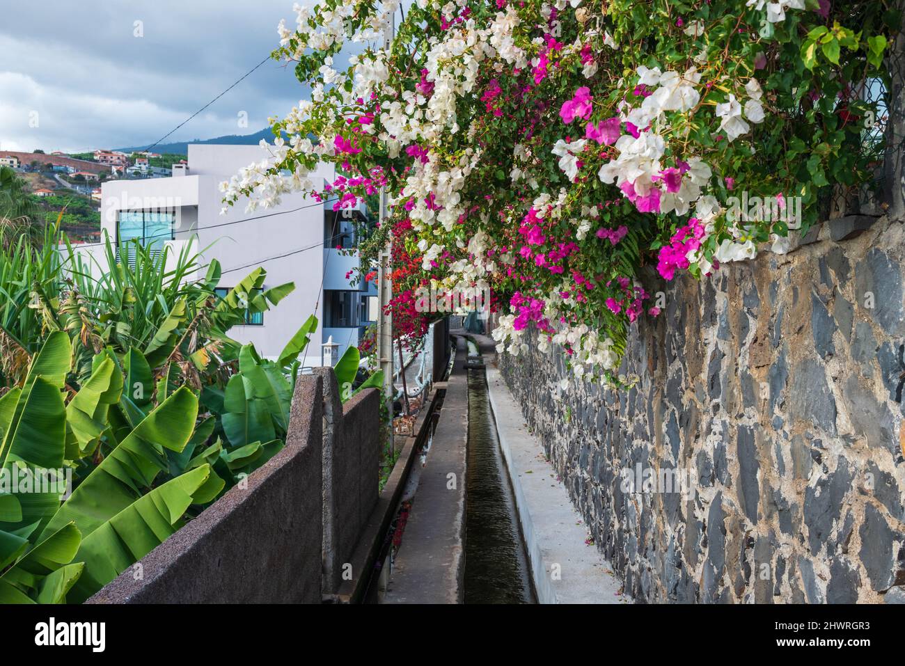 Levada in Funchal Madeira with a stone wall on one side covered with ...