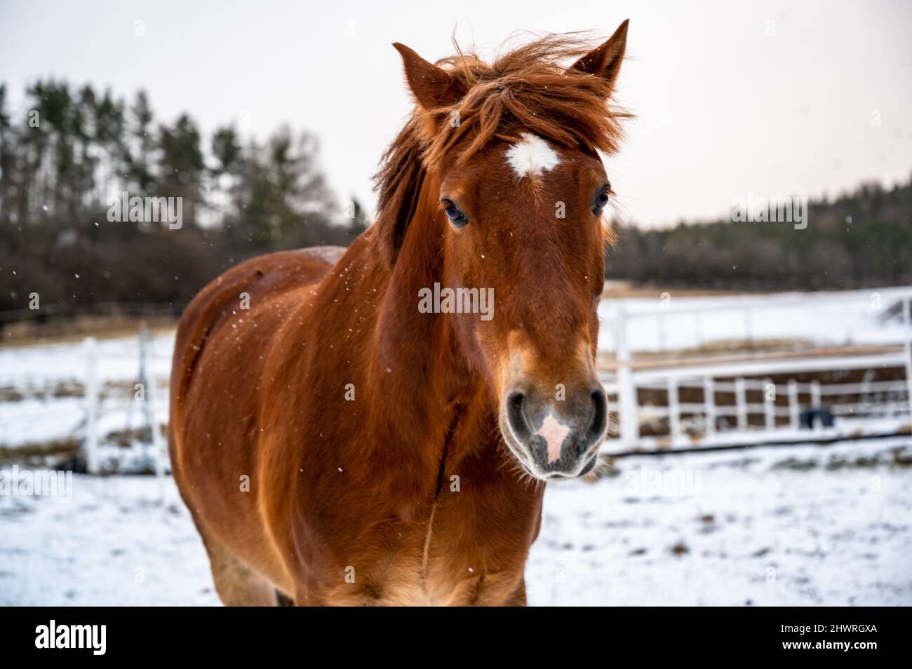Disheveled hi-res stock photography and images - Alamy
