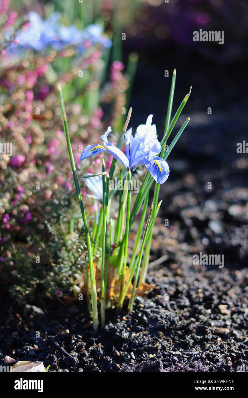 Small clump of miniature purple bearded irises in garden setting Stock ...