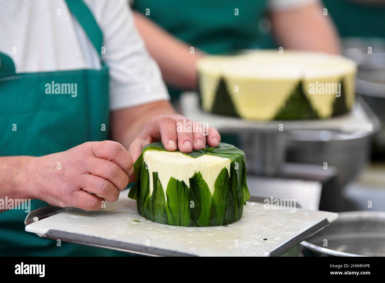 A cheesemaker places leaves of nettles on a Yarg cheese, during a visit ...