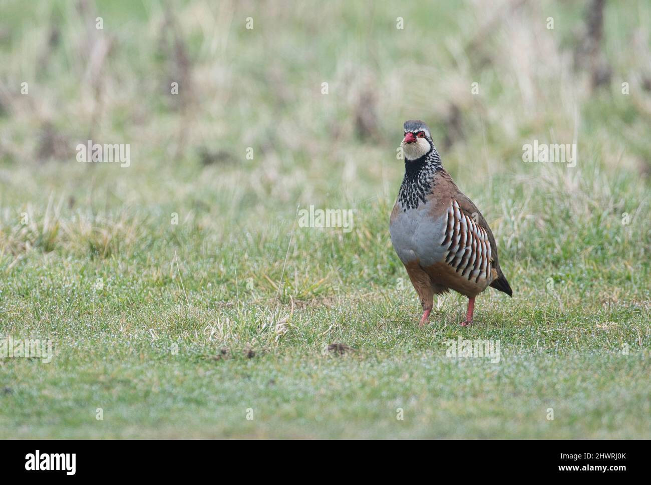 Red-legged partridge (Alectoris rufa Stock Photo - Alamy