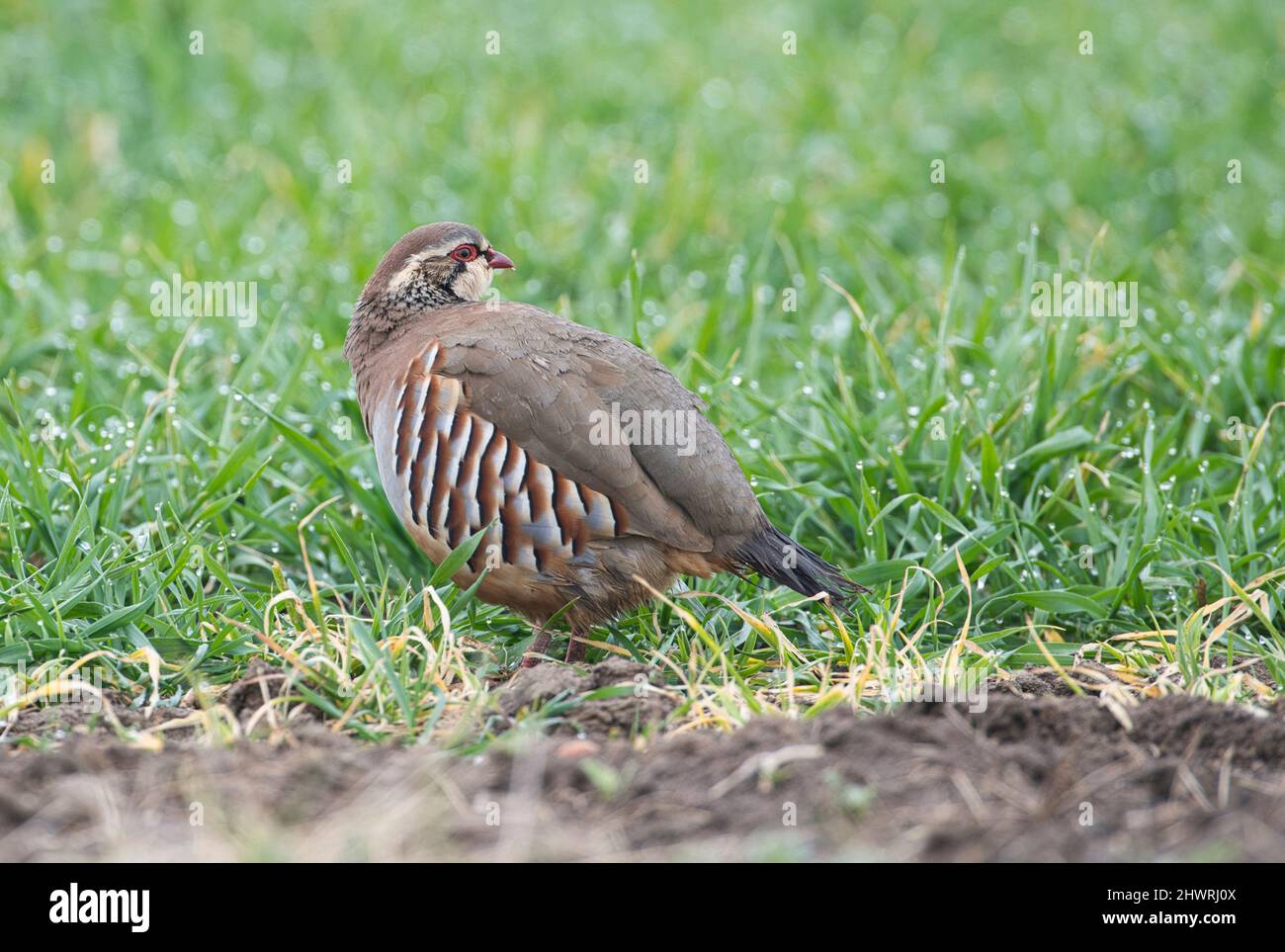 Red-legged partridge (Alectoris rufa)feeding on the edge of a wet field ...