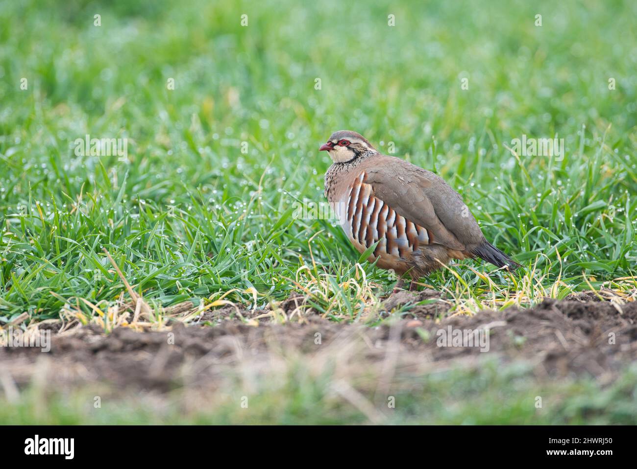 Red-legged partridge (Alectoris rufa)feeding on the edge of a wet field ...