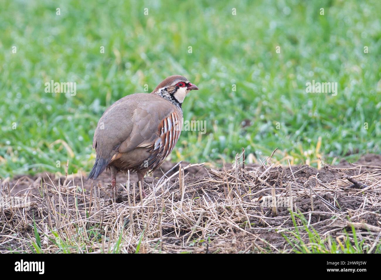 Red-legged partridge (Alectoris rufa)feeding on the edge of a wet field ...