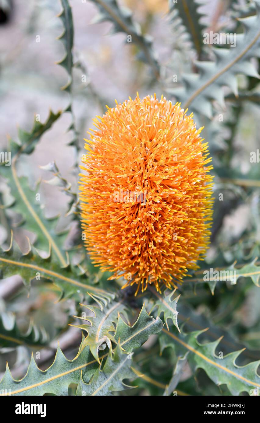 Close up of the orange inflorescence and grey green leaves of the Acorn ...