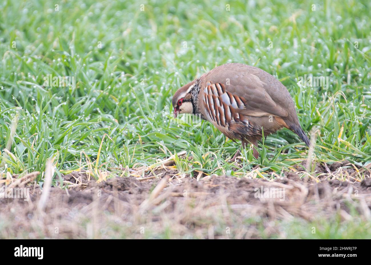 Red-legged partridge (Alectoris rufa)feeding on the edge of a wet field ...