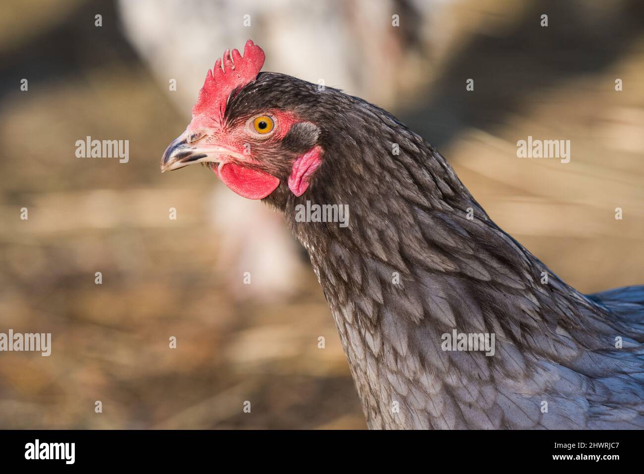 Chicken outside in the village on nature Stock Photo - Alamy