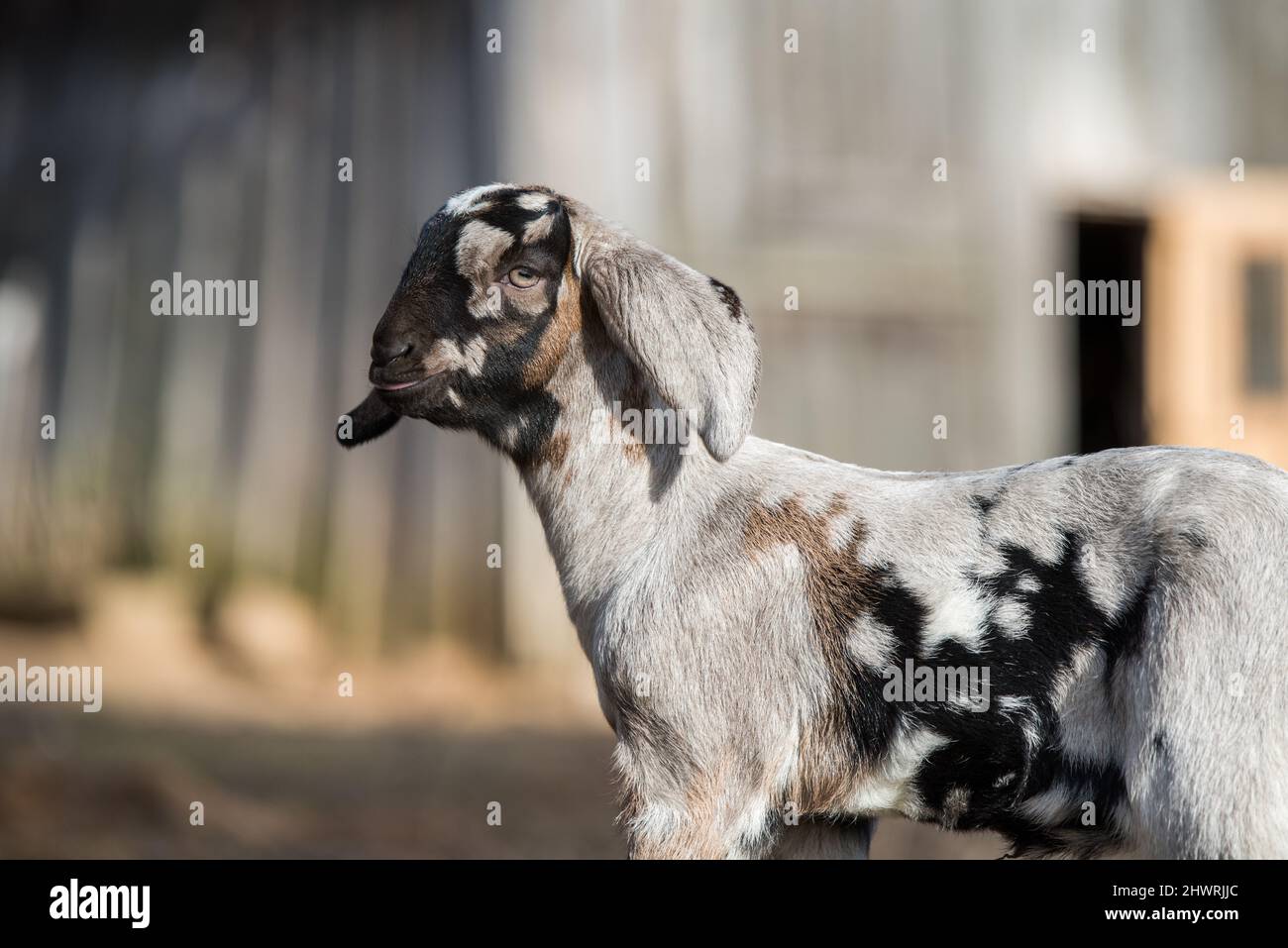 Small south african boer goat doeling portrait on nature Stock Photo ...