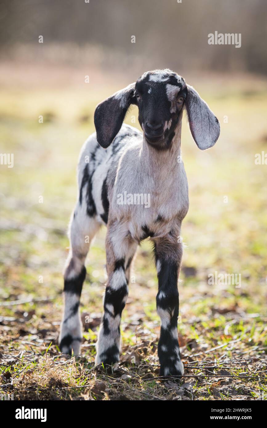 Small south african boer goat doeling portrait on nature Stock Photo ...
