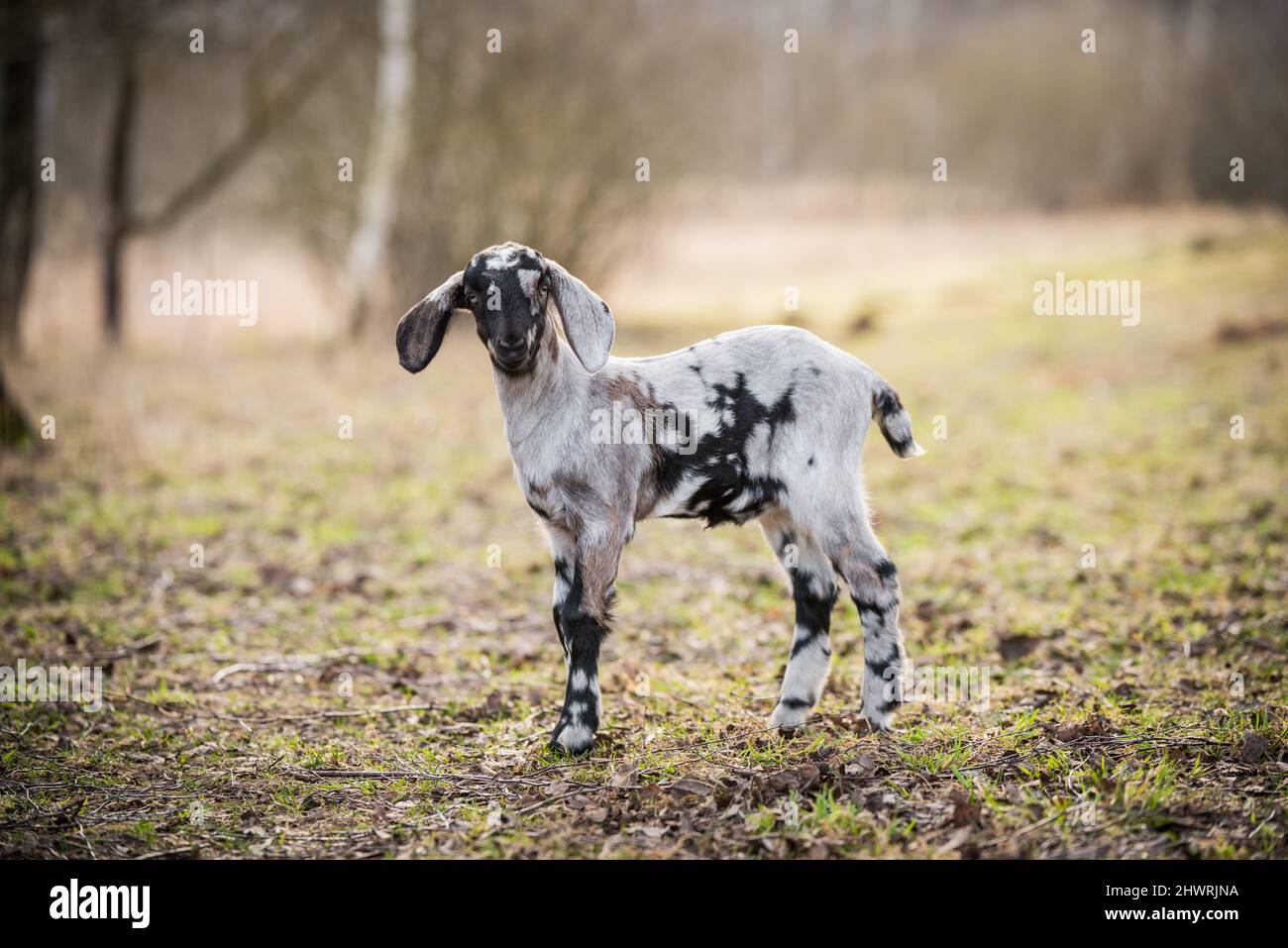 Small south african boer goat doeling portrait on nature Stock Photo ...