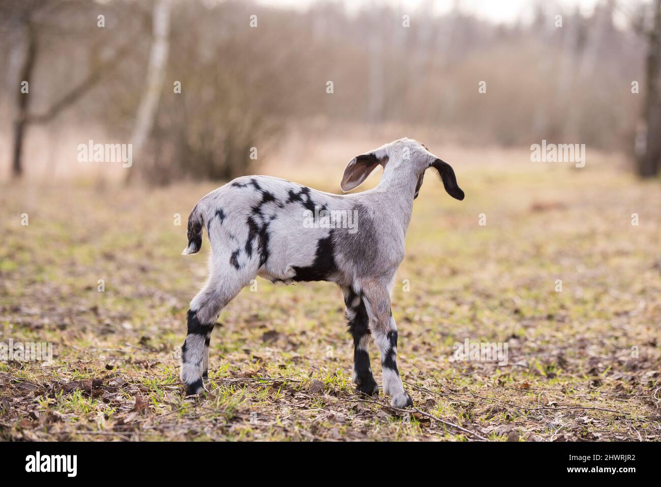 Small south african boer goat doeling portrait on nature Stock Photo ...