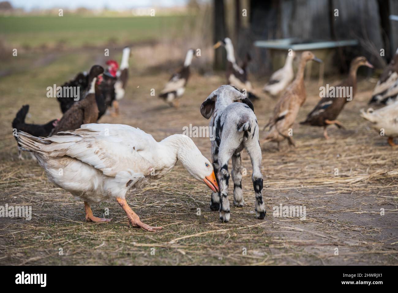 Boer goose hi-res stock photography and images - Alamy