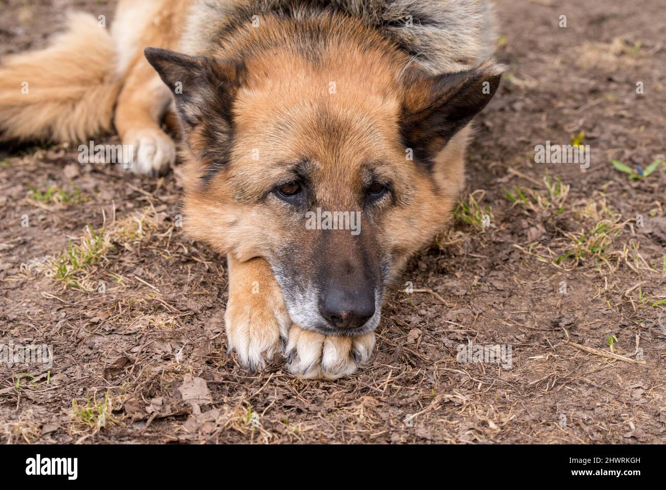 German Shepherd Dog Sleeping High Resolution Stock Photography and ...