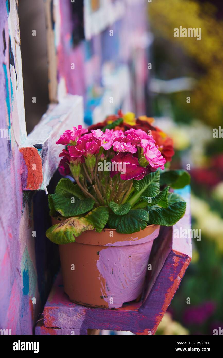 Bright primroses in pots on a stand under the window, outside the house ...