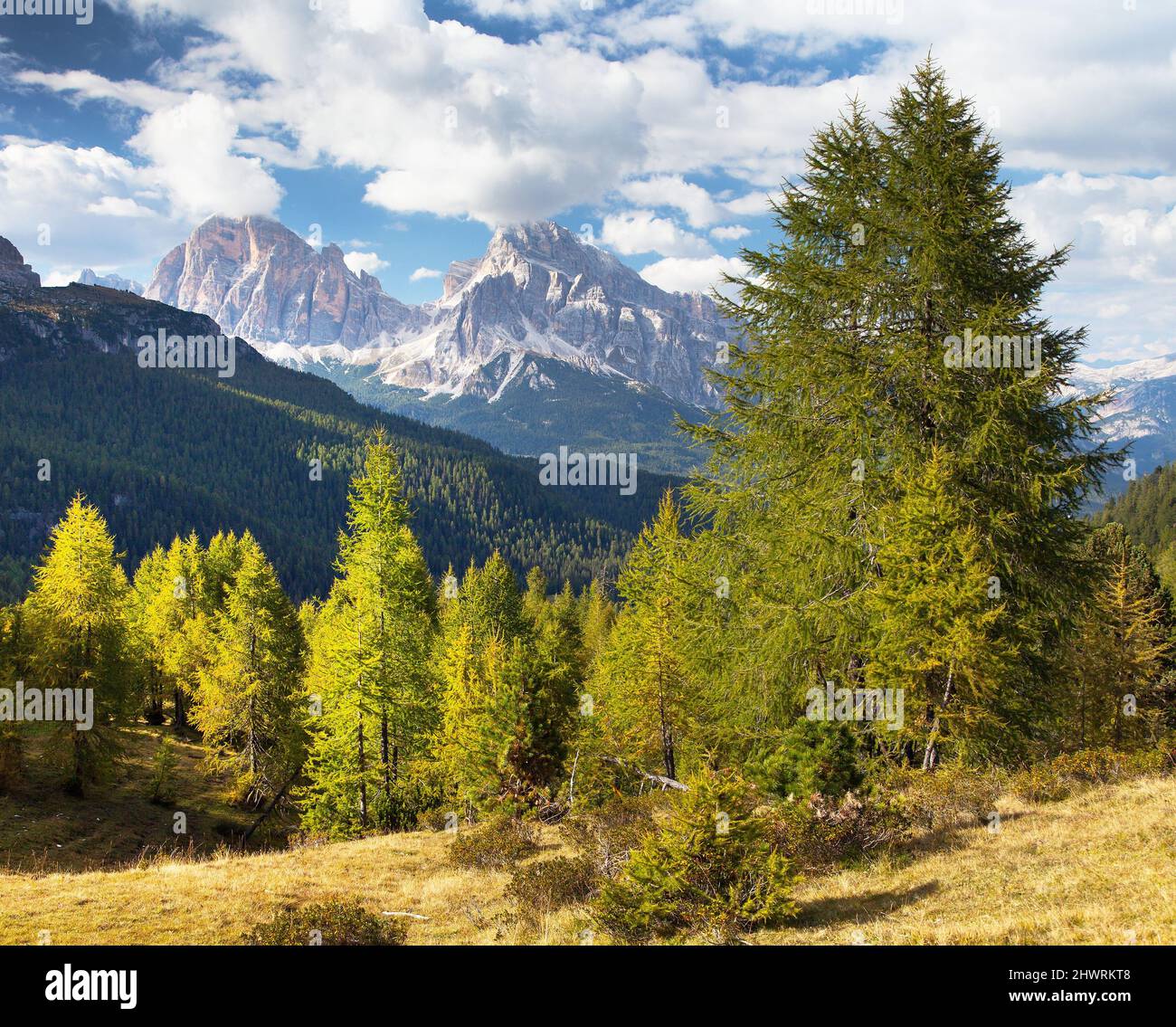 Larch wood and Le Tofane Gruppe, Dolomiti, Italy Stock Photo - Alamy